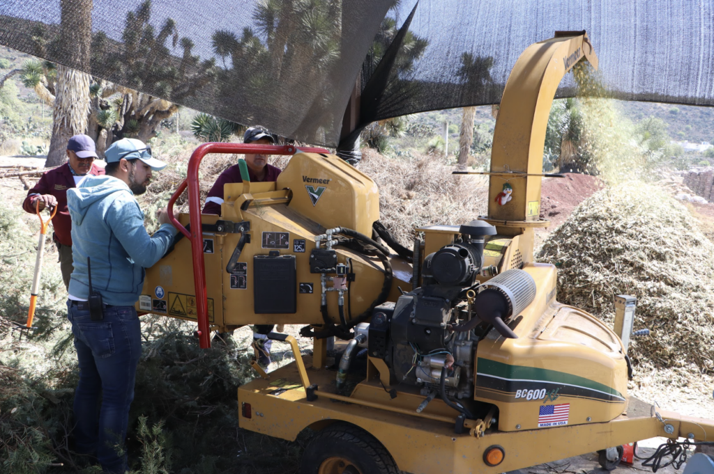 Hidalgo impulsa el reciclaje responsable de árboles de Navidad para ...