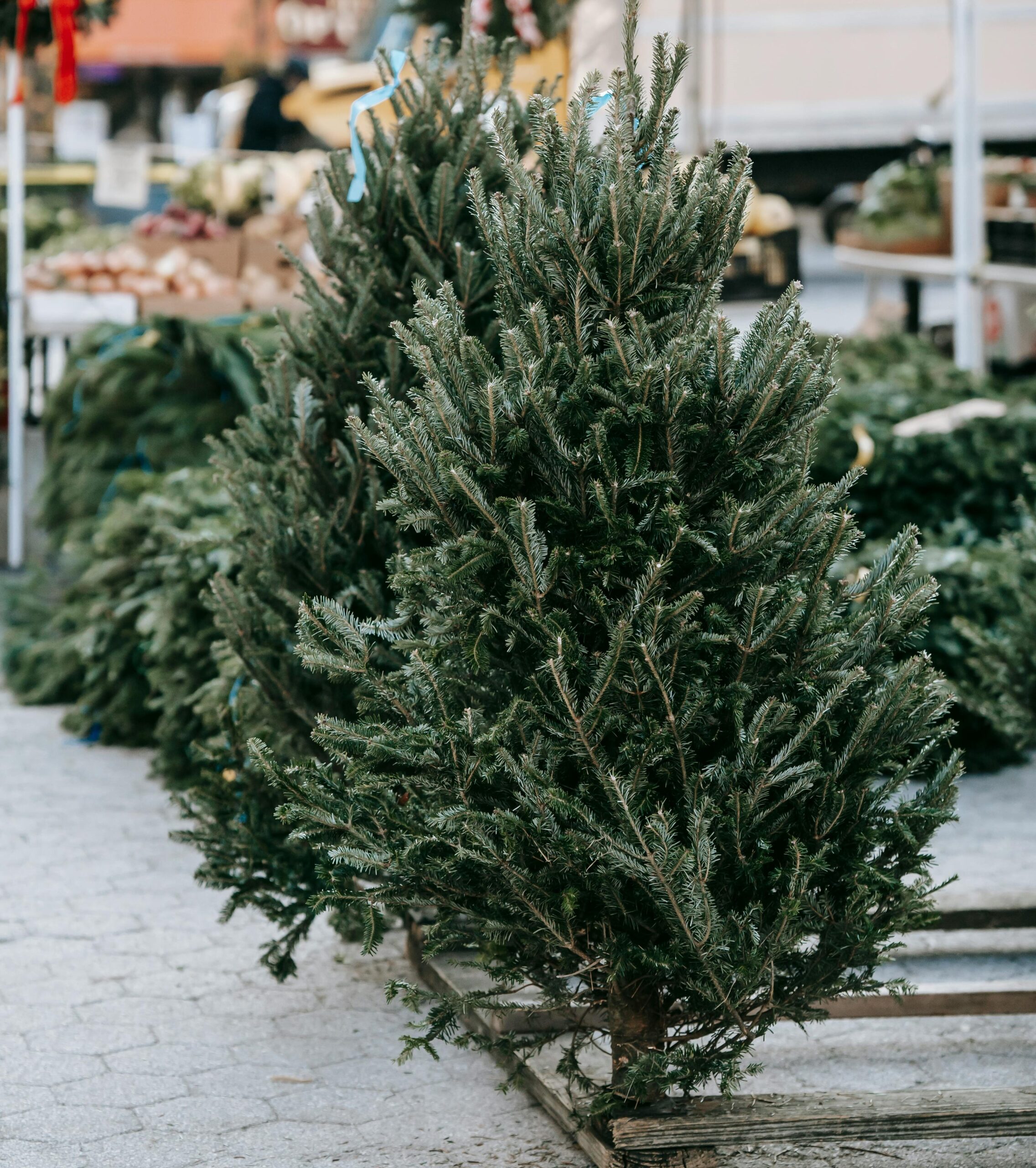 Exhorta Semarnath a reciclar los árboles de Navidad - Plaza Juarez